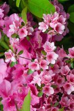 7 Places to See Spring Wildflowers in Virginia (& Nearby)