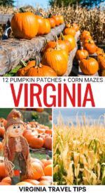 12 Festive Pumpkin Patches in Virginia (+ Corn Mazes!)