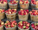 13 Best Apple Orchards in Kentucky (to Visit This Fall!)